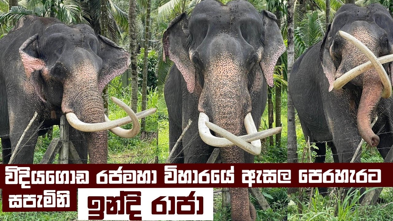 විදියගොඩ රජමහා විහාරයේ ඇසල පෙරහැරට සපැමිනි ඉන්දි රාජා| Indi raja tusker ...