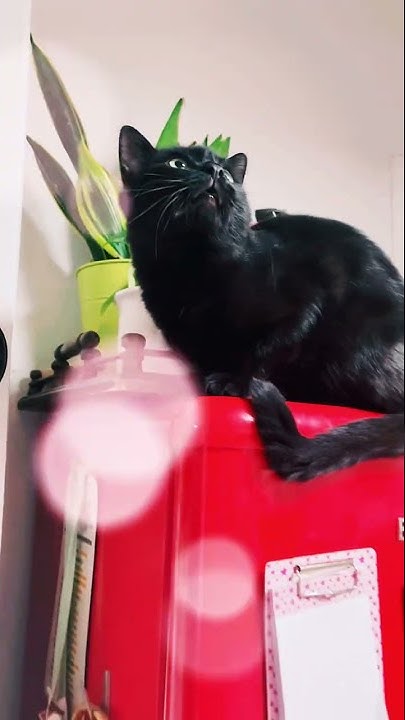 „Good Morning and give me food“ Meows - my black kitty is talking # ...