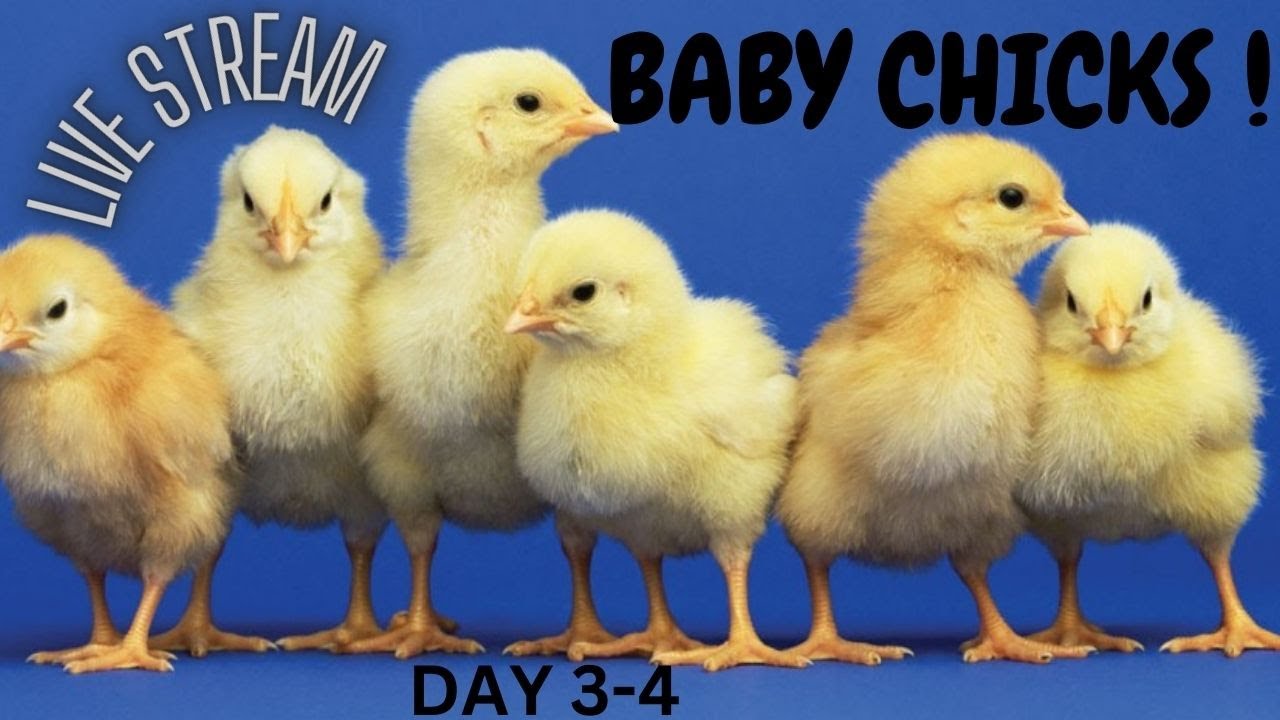 🐤🐣🐔 4 days old chicken chicks WATCH US PLAY baby chick hatchlings SO ...