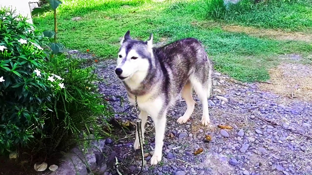 My Siberian husky makes a howling sound - YouTube