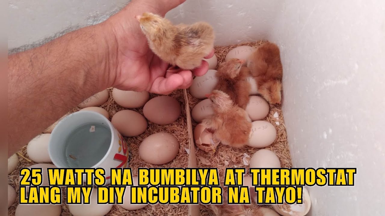 25 WATTS NA BUMBILYA AT THERMOSTAT LANG MY DIY INCUBATOR NA TAYO! - YouTube