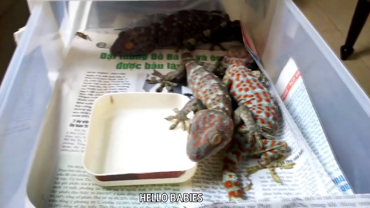 How to tame a gecko - YouTube