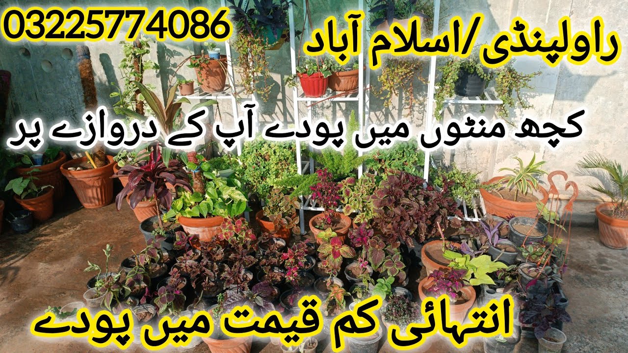 Permanent plants grow from cuttings|Permanent plants propagation ...