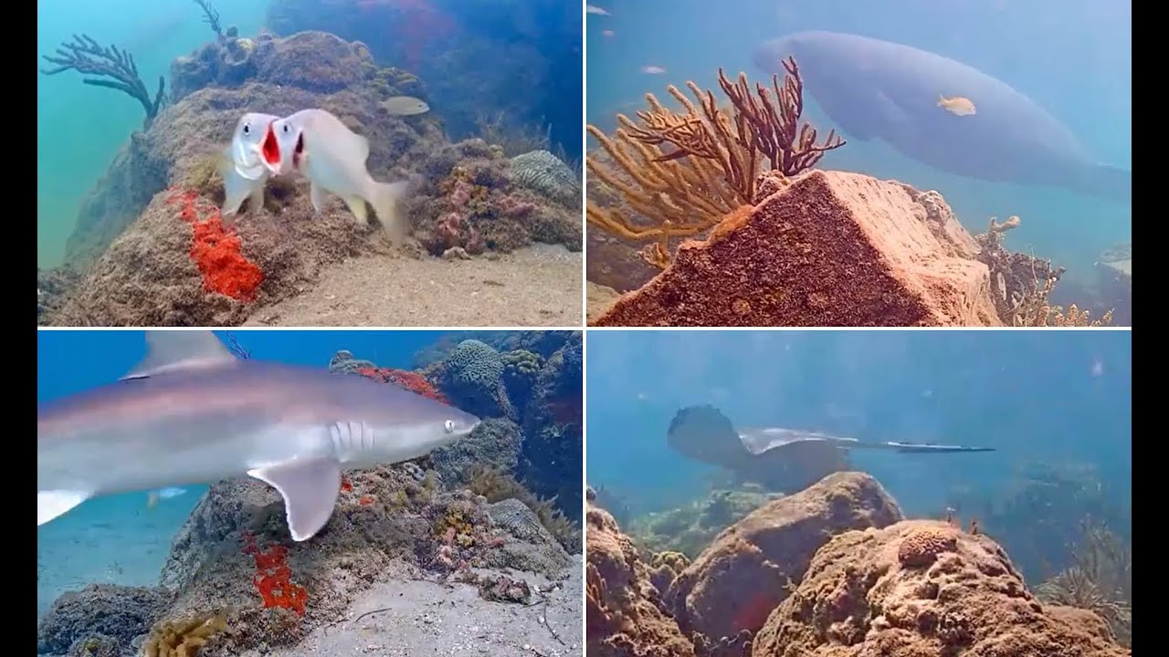 miami coral city urban reef - YouTube