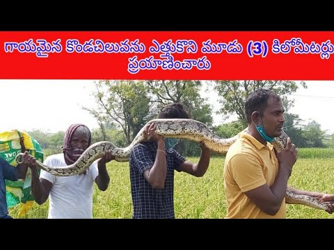 గాయమైన కొండచిలువను ఎత్తుకొని మూడు (3) కిలోమీటర్లు ప్రయాణించారు Sagar ...