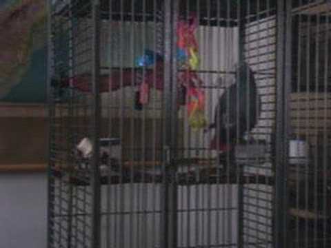African Grey parrot yelling at dog - YouTube
