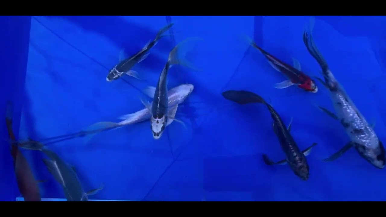 2022 Tank 6 Hirenaga Butterfly, bred by Suda Koi Farm - YouTube