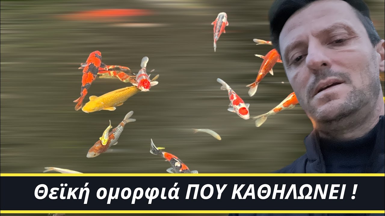 Πριν λίγο στο ΑΓΙΟΝ ΟΡΟΣ: Τα … ευλογημένα πολύχρωμα ψάρια στα ...