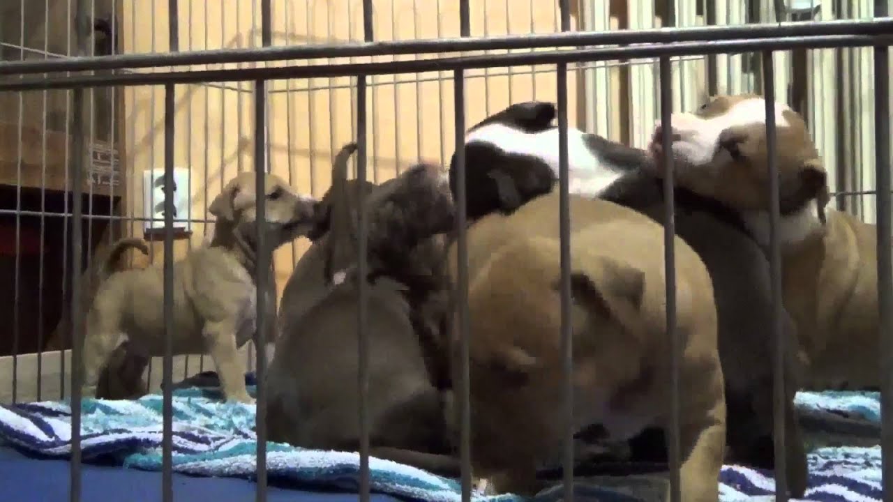 APBT puppy 19.12.2015 - YouTube