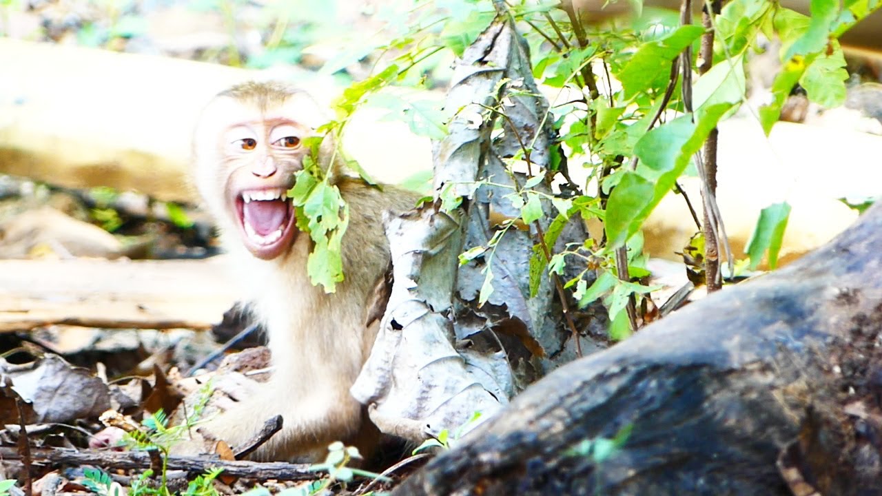 Look pity for small monkey, Michael is warned young female monkey - YouTube