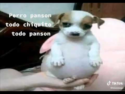 Perro panzon todo chiquito todo panzon - YouTube