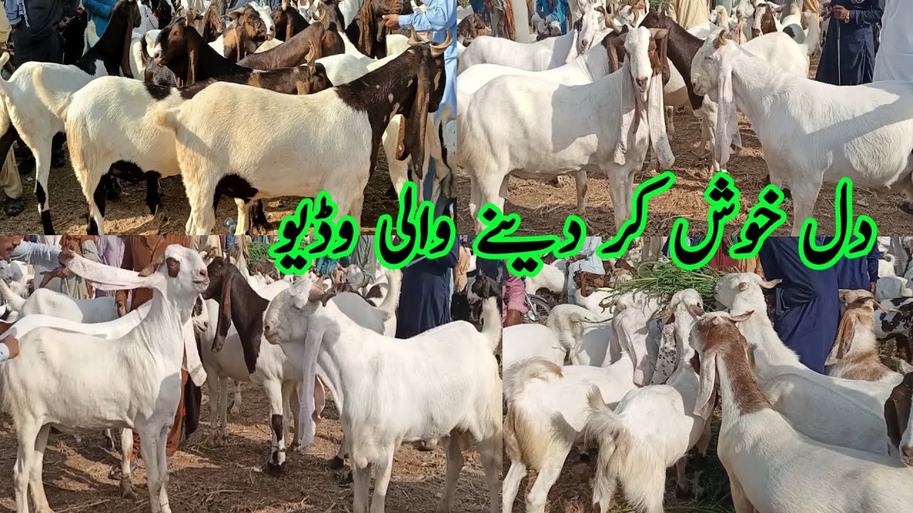 Heavy weight bakron k rates - YouTube