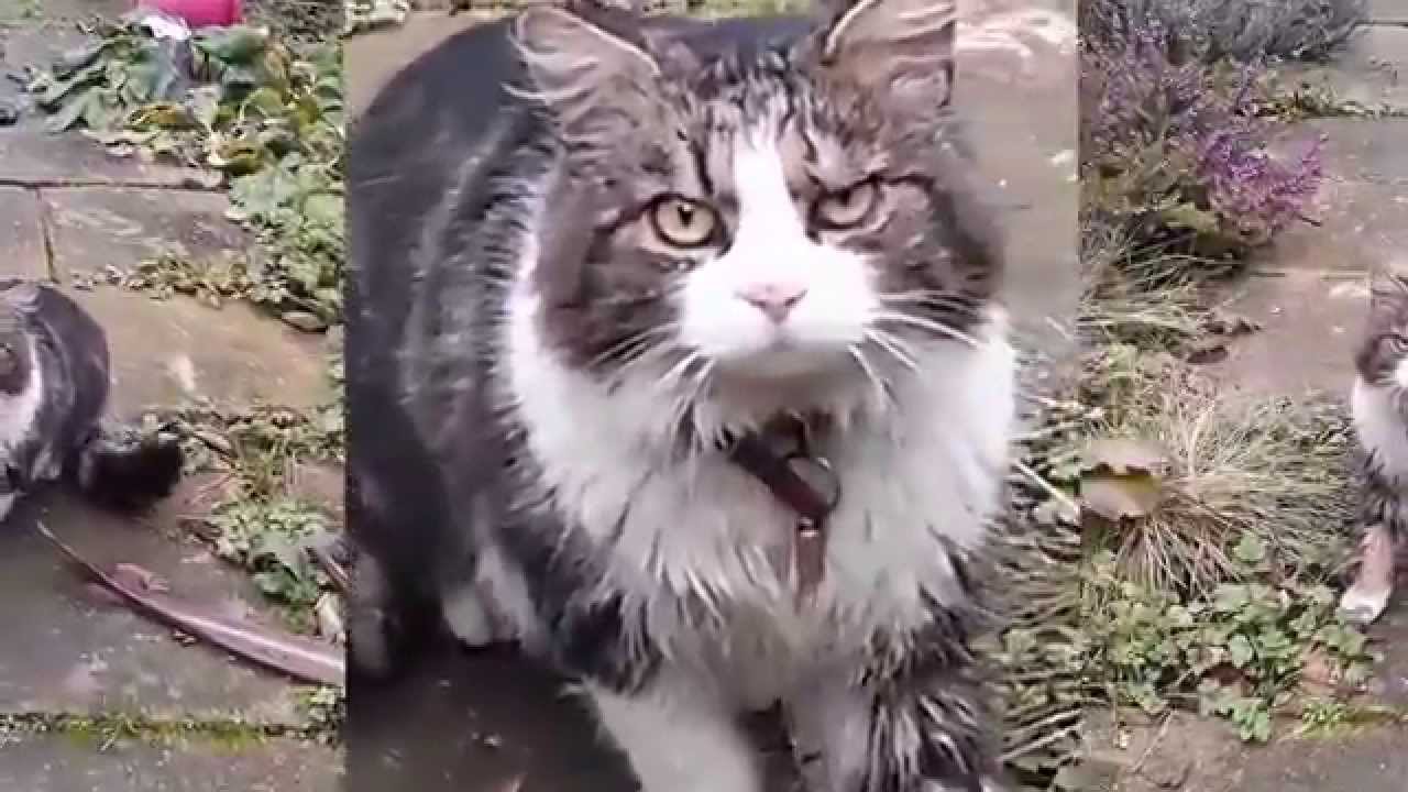 Sceptic Funny Cat is so Sceptic !!! - Sceptiest cat EVER - WUNDERBACH ...