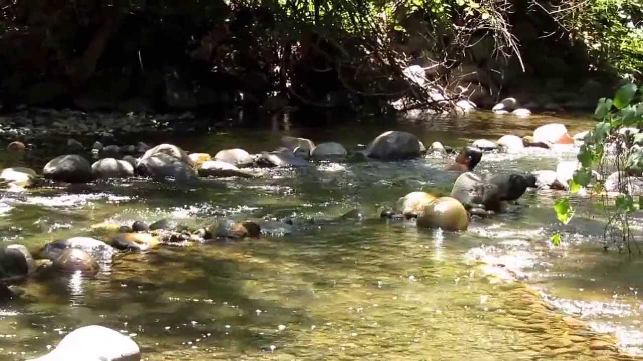 Camp Chico Creek at the Chico Creek Nature Center promo video - YouTube