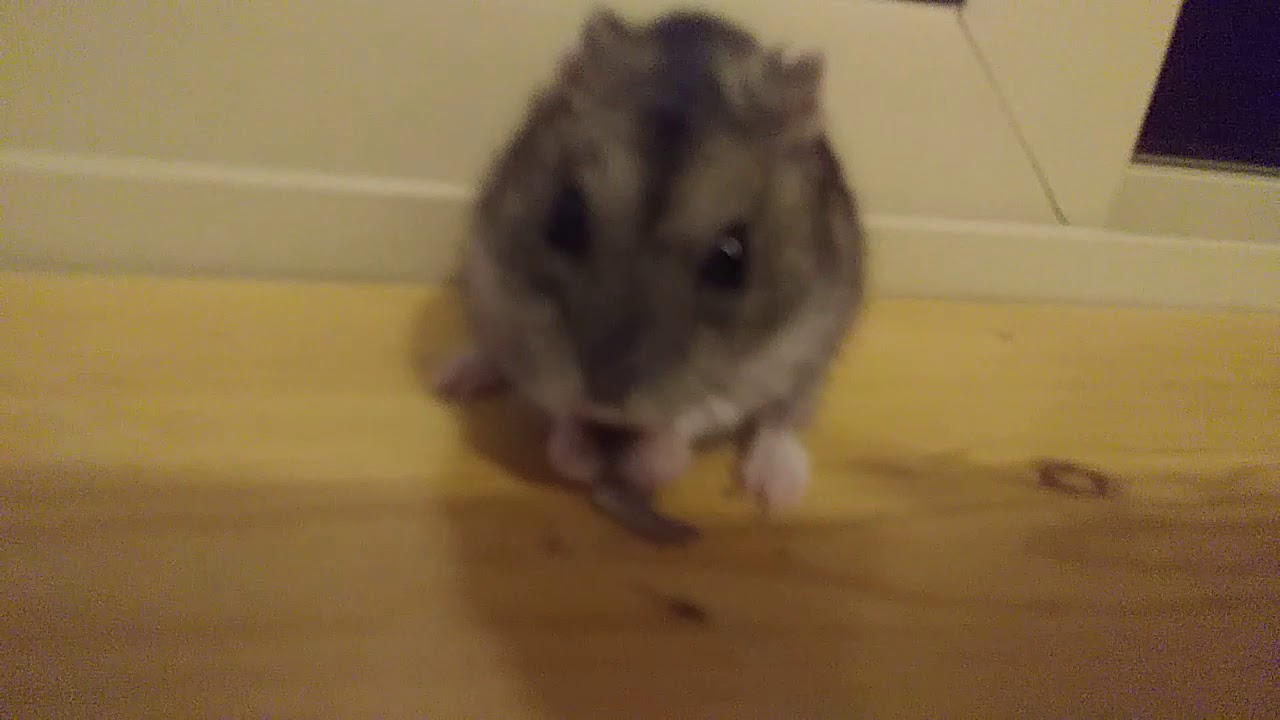 my hamster eats a dead bug again - YouTube