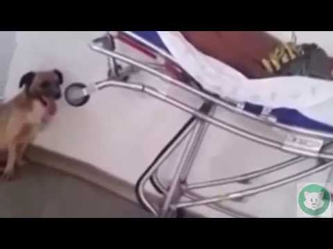 Sadık köpek sahibini takip ediyor