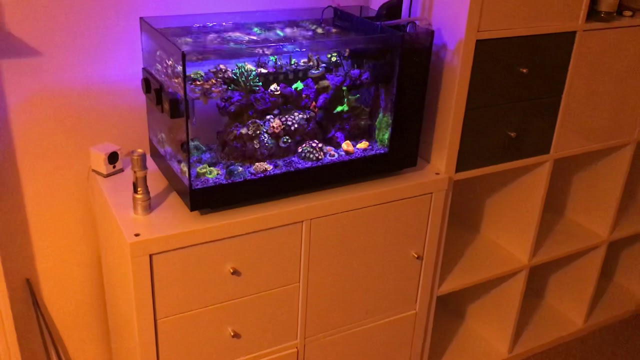 My Fluval Evo 13.5 gallon reef tank and stand tour - YouTube