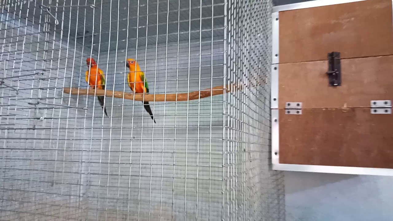 Small Setup of Sun Conure breeding pairs... - YouTube