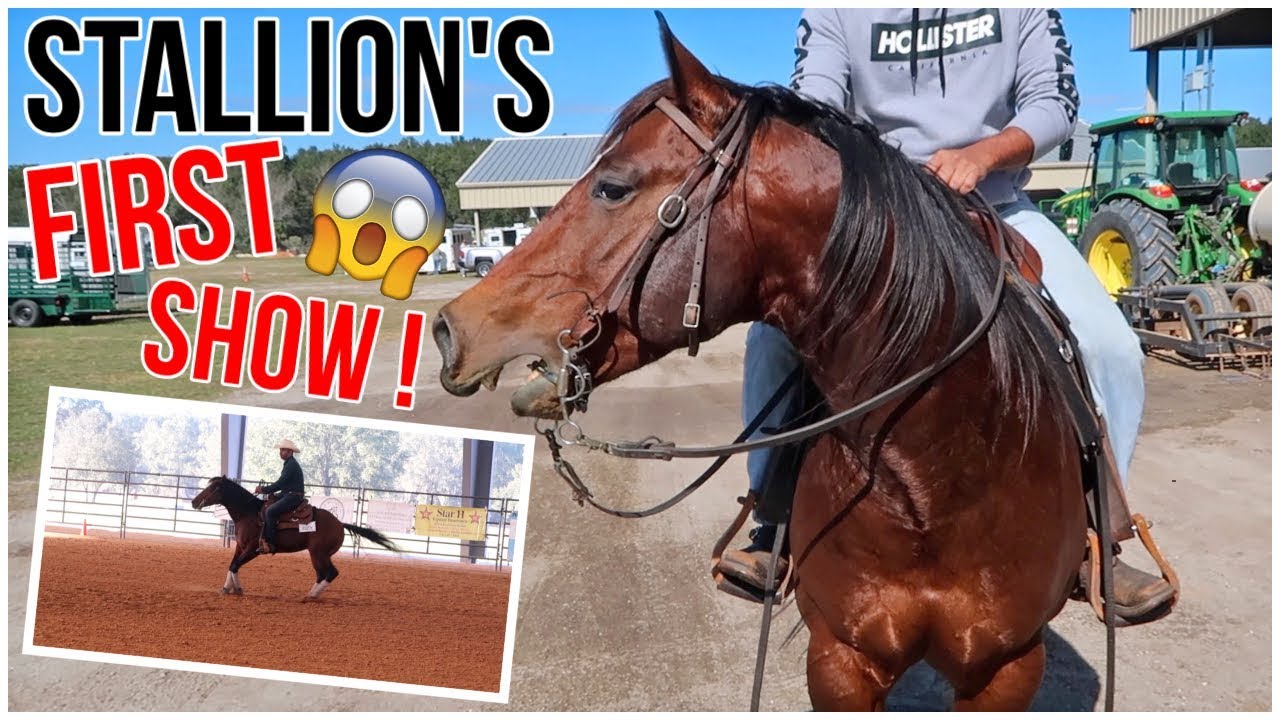 OUR STALLION'S FIRST HORSE SHOW! - YouTube