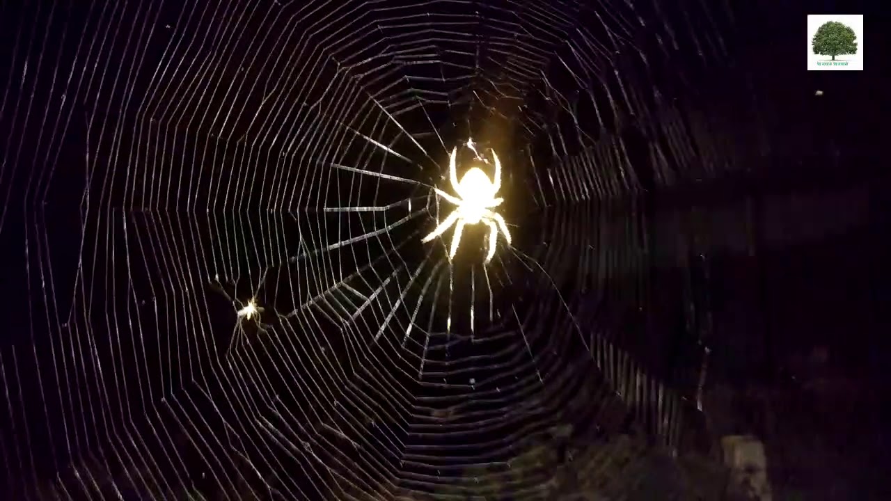 Spider Net Building at Night (मकड़ी का जाल) - YouTube
