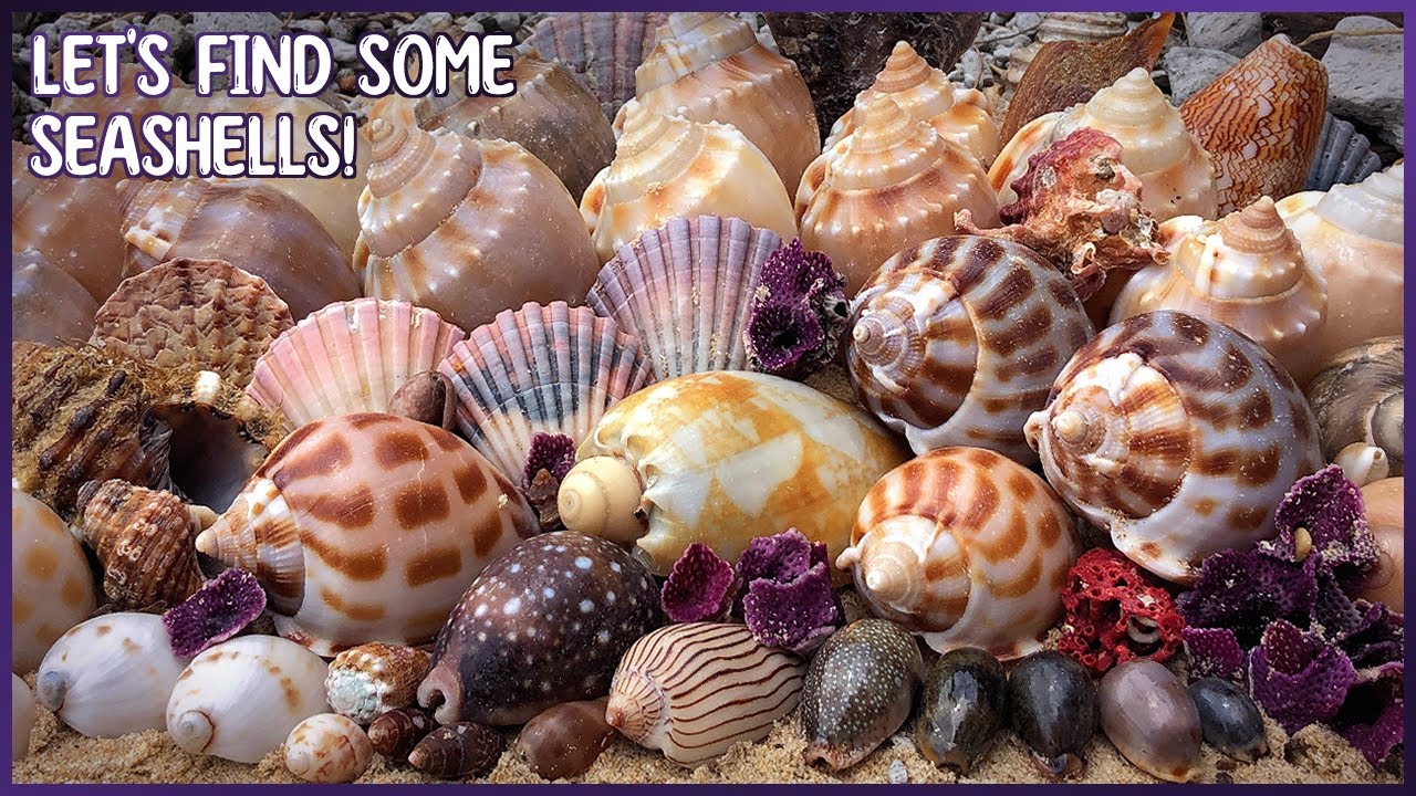 Pre-Cyclone Shelling for Big Shells | 24 Hours Before Cyclone's ...