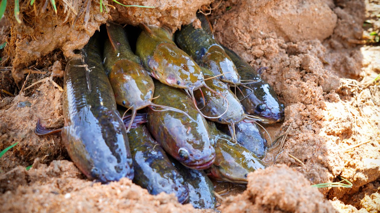 BooM!... Catch Fish in Underground Mud Hole!! Unbelievable Fishing ...