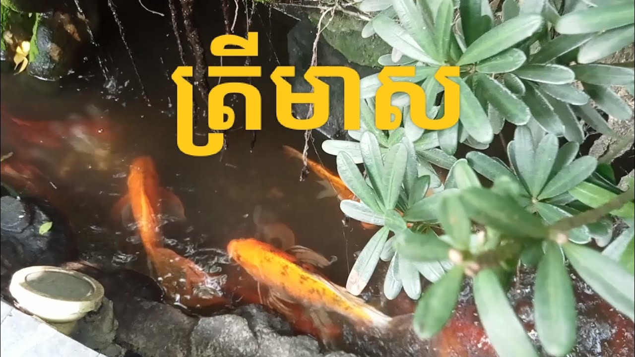 How to build Pond for goldfish farming - YouTube