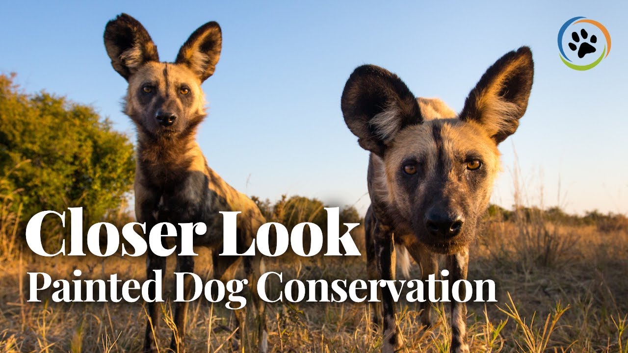 Painted Dog Conservation