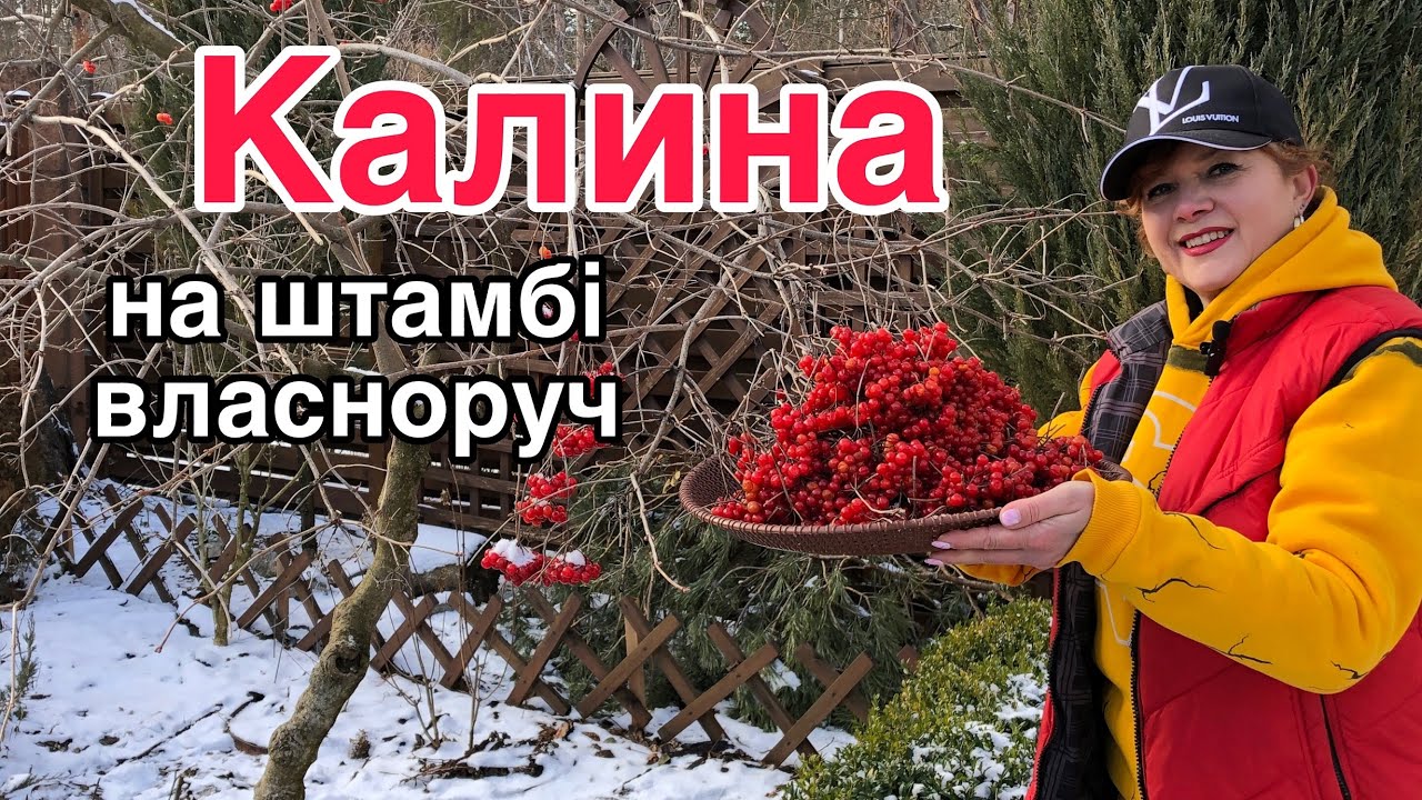 Калина.СУПЕР СОРТ на штамбі.Солодка.Кущ чи дерево? - YouTube