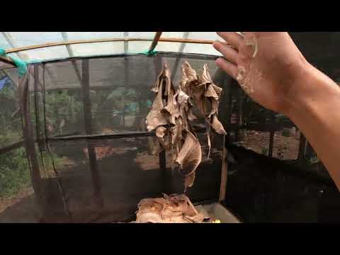 Black soldiers fly in fermented soya pulp.