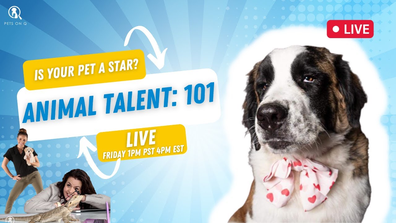 Pets on Q Live with Colleen and Mary Kate - YouTube