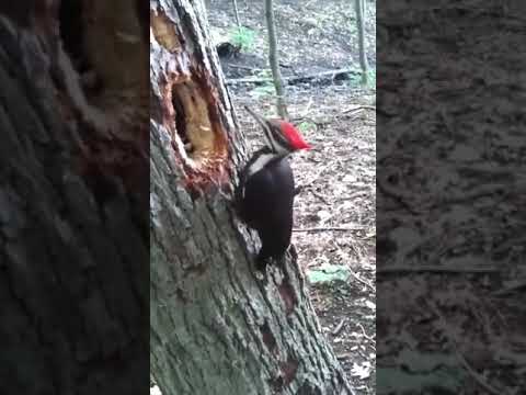 Carpenter bird - YouTube