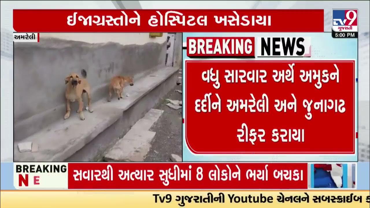 16 persons bitten by stray dogs in Vadiya , Amreli | Tv9Gujarati - YouTube