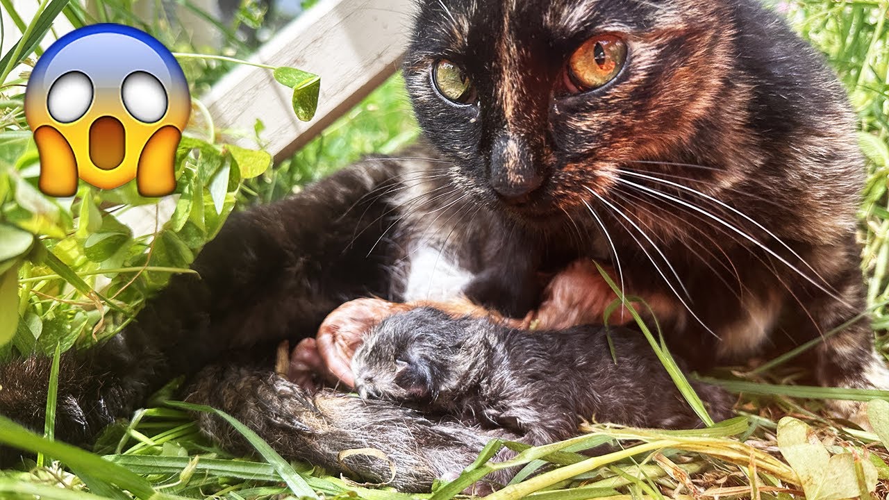 😲 Unexpected Kitten Boom – 9 Babies Born in One Day! - YouTube
