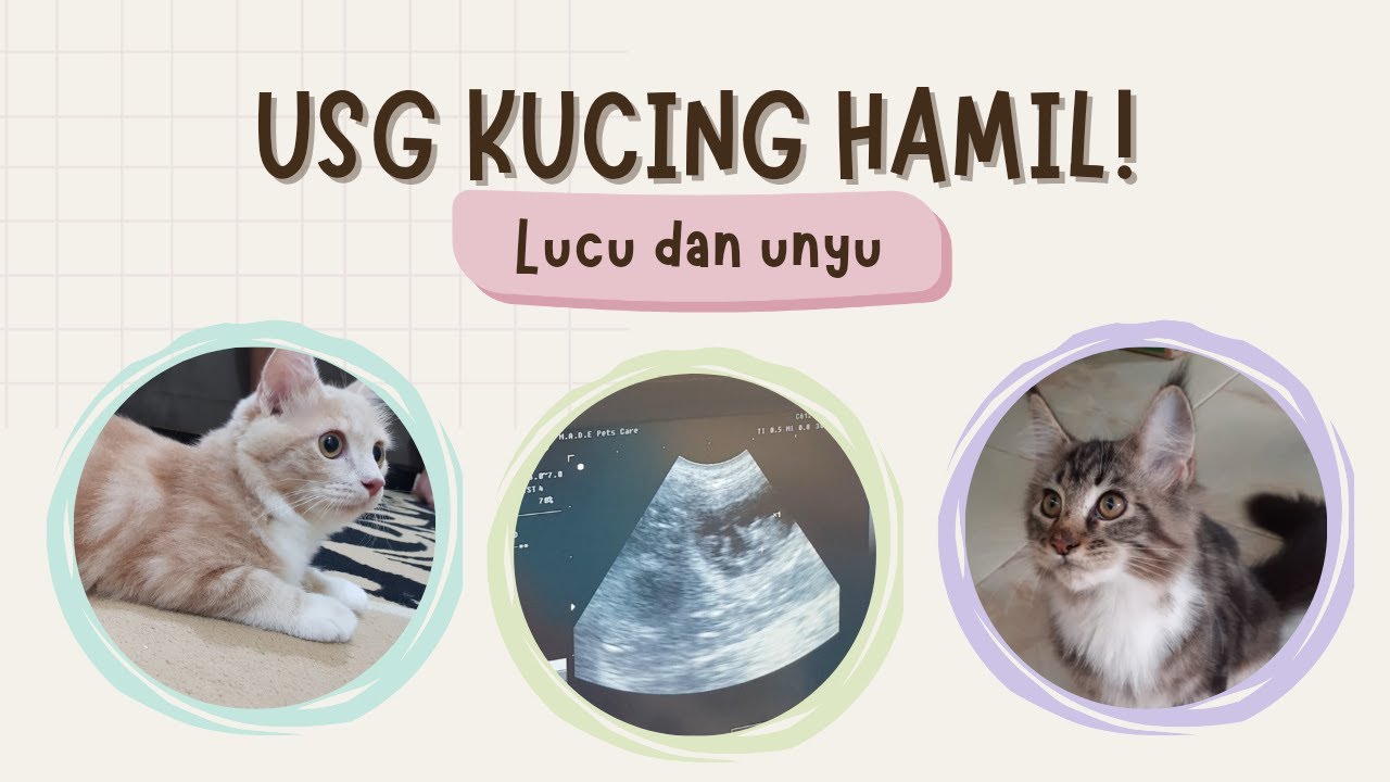 USG Kucing Hamil | Biaya USG Kucing | Ultrasound Kucing Hamil - YouTube