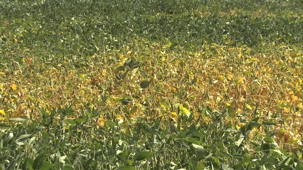 Charcoal Rot in the North Central Region: Identification in the Field ...