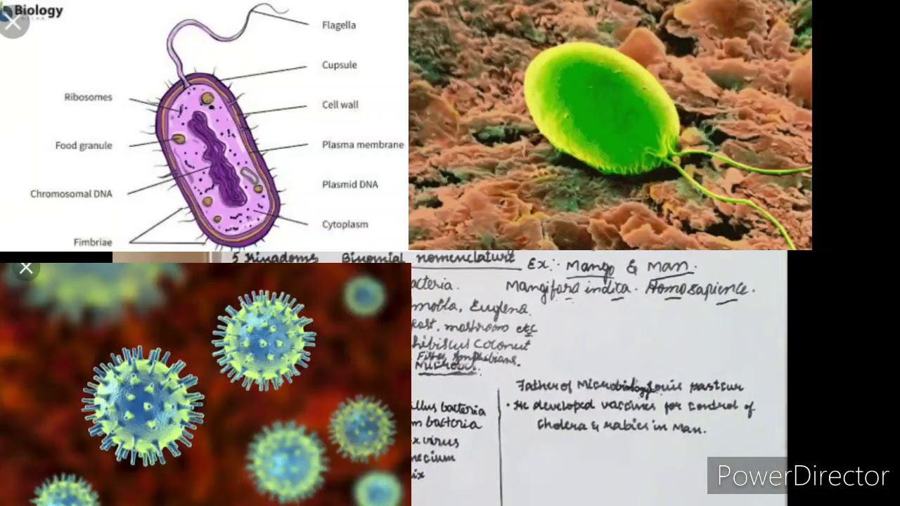 Biology bridge course 2 - YouTube