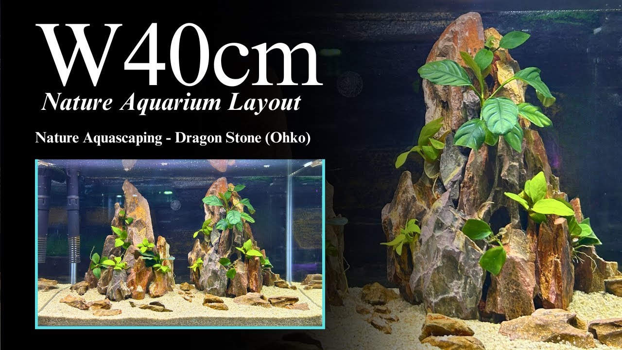 Mastering Aquascaping: Unveiling the Beauty of Ohko Stone! - YouTube