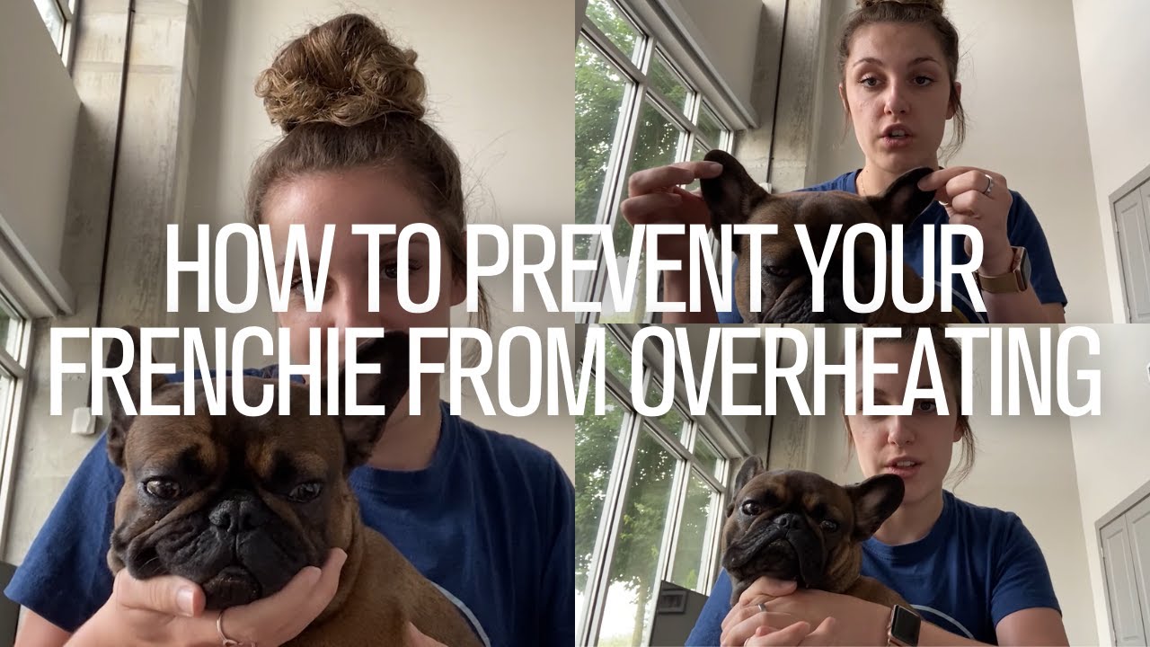 How To Prevent Your French Bulldog from Overheating | Signs + Symptoms ...