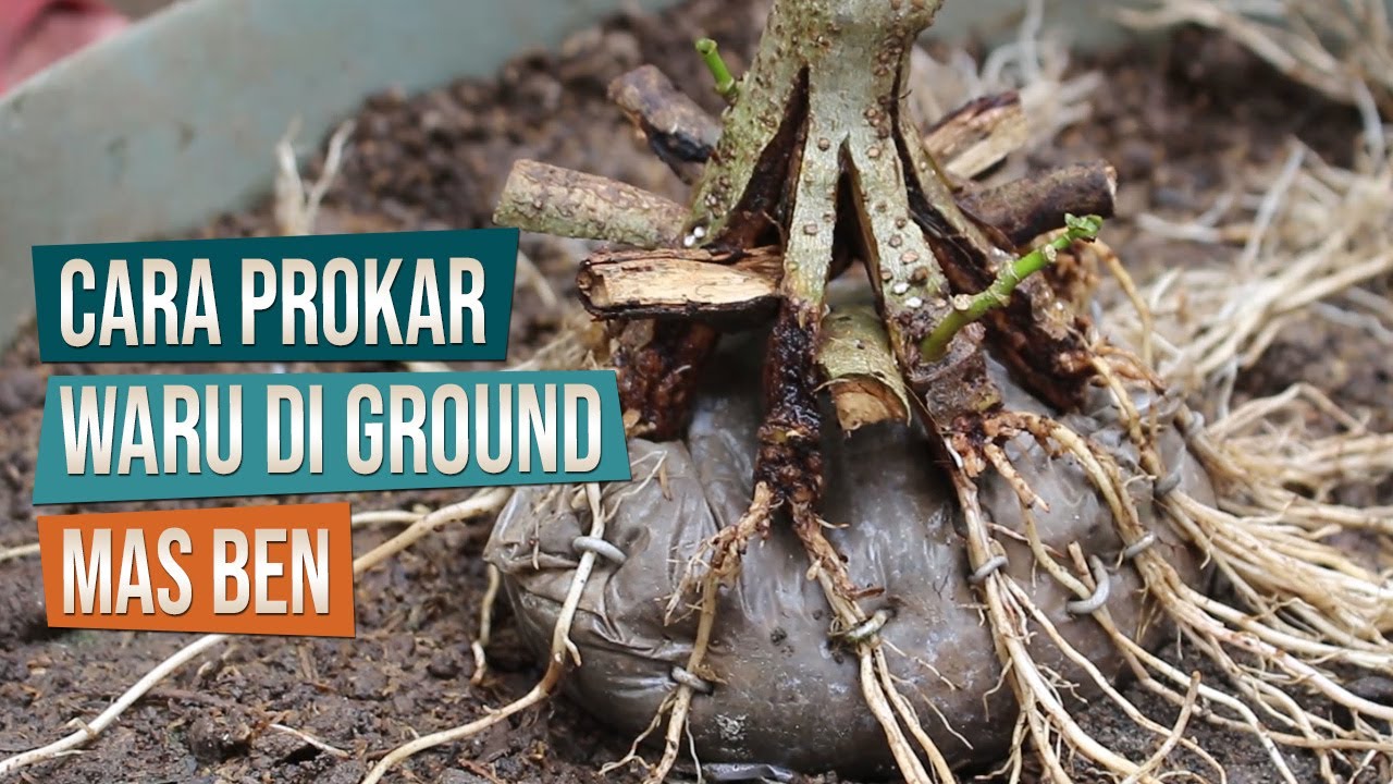 Cara Ground Waru Dengan Program Akar Mutar Bersama Mas Ben - YouTube