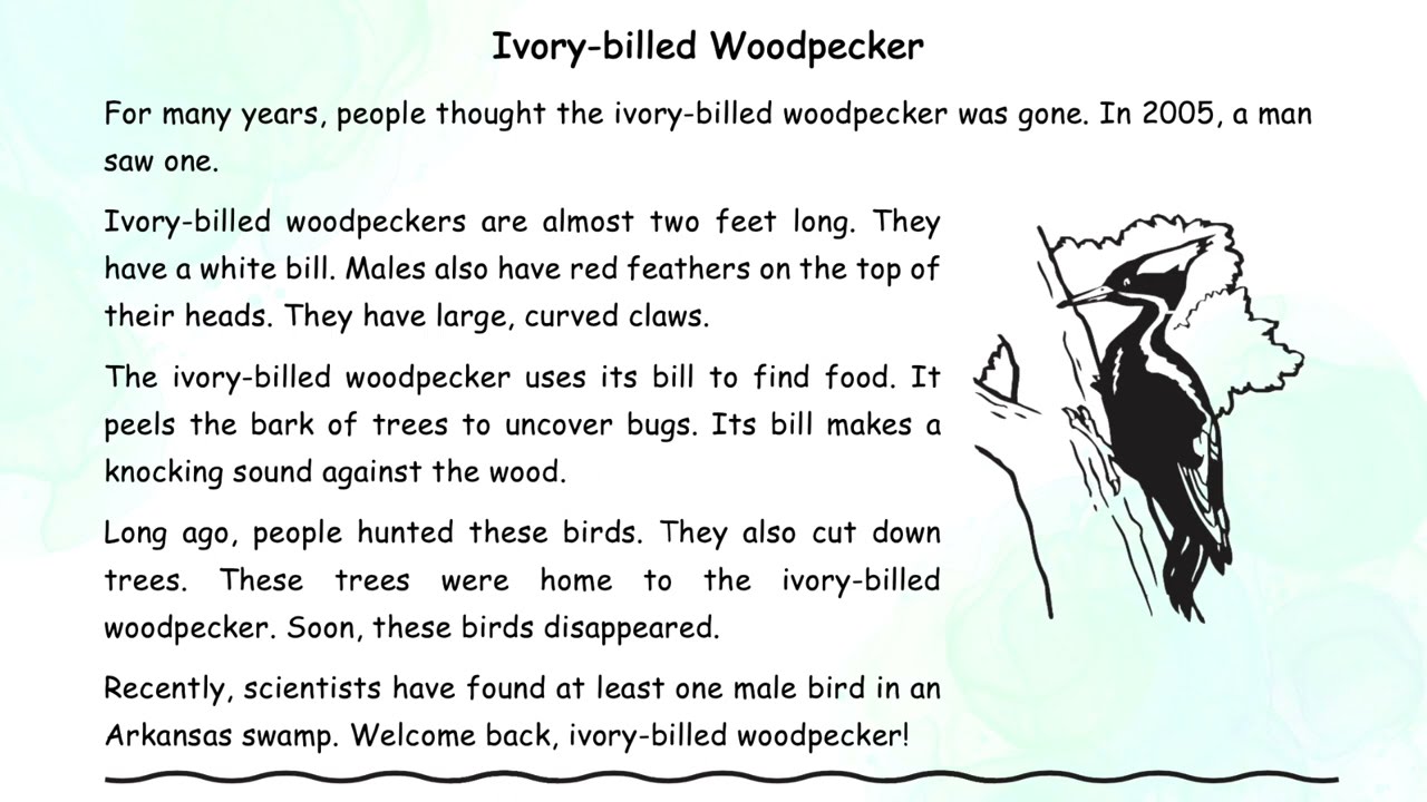 1.9. Ivory-billed Woodpecker | Reading Stories | Nghe đọc tiếng Anh ...