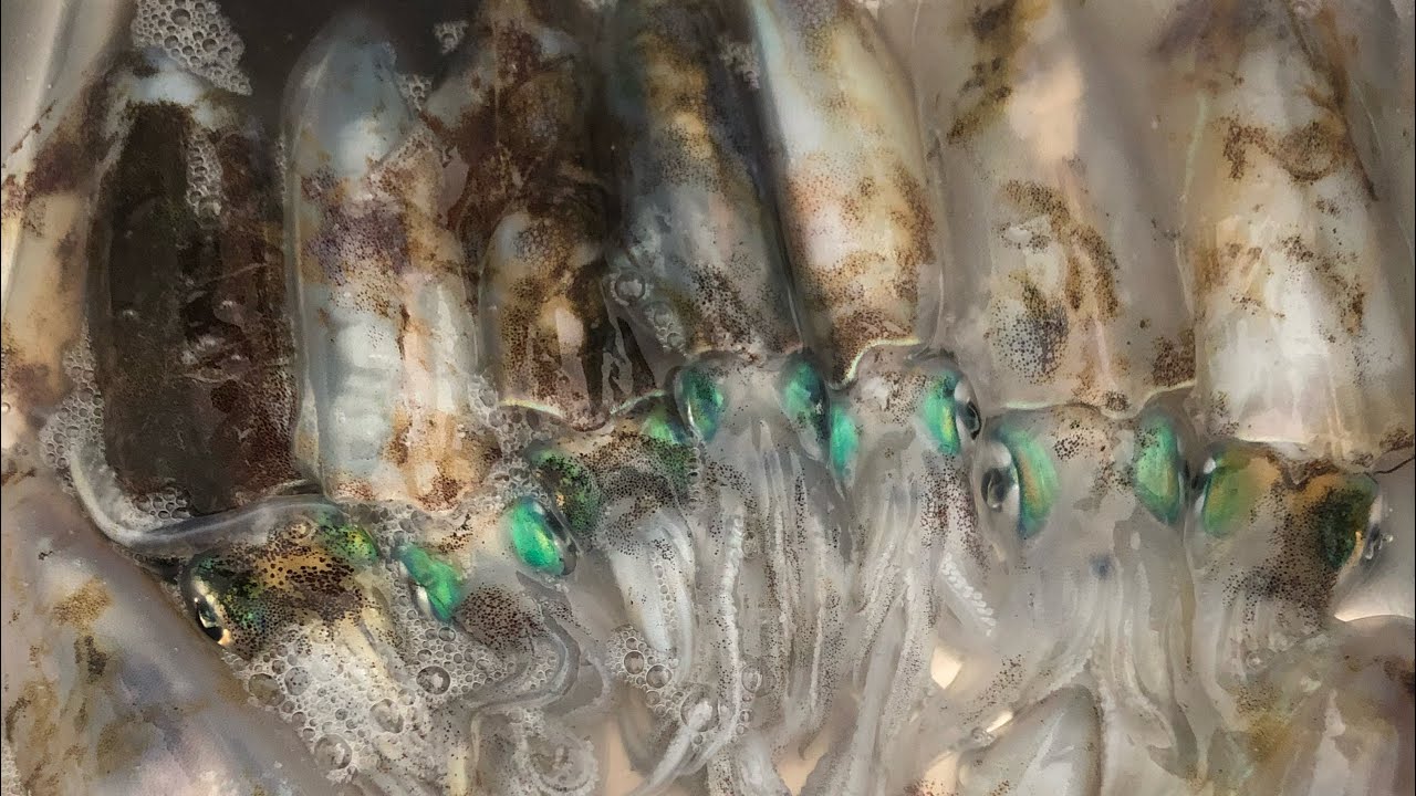 호주 Hillarys Boat Harbour 에깅 무늬오징어 낚시 #fishing #낚시 #호주 #australia #eging ...