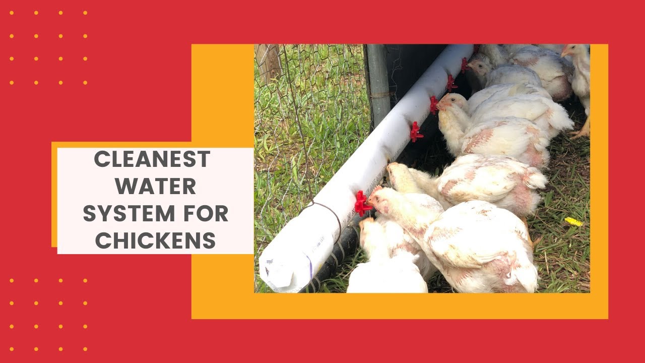 Part 1 DIY Cleanest chicken watering system using PVC - YouTube