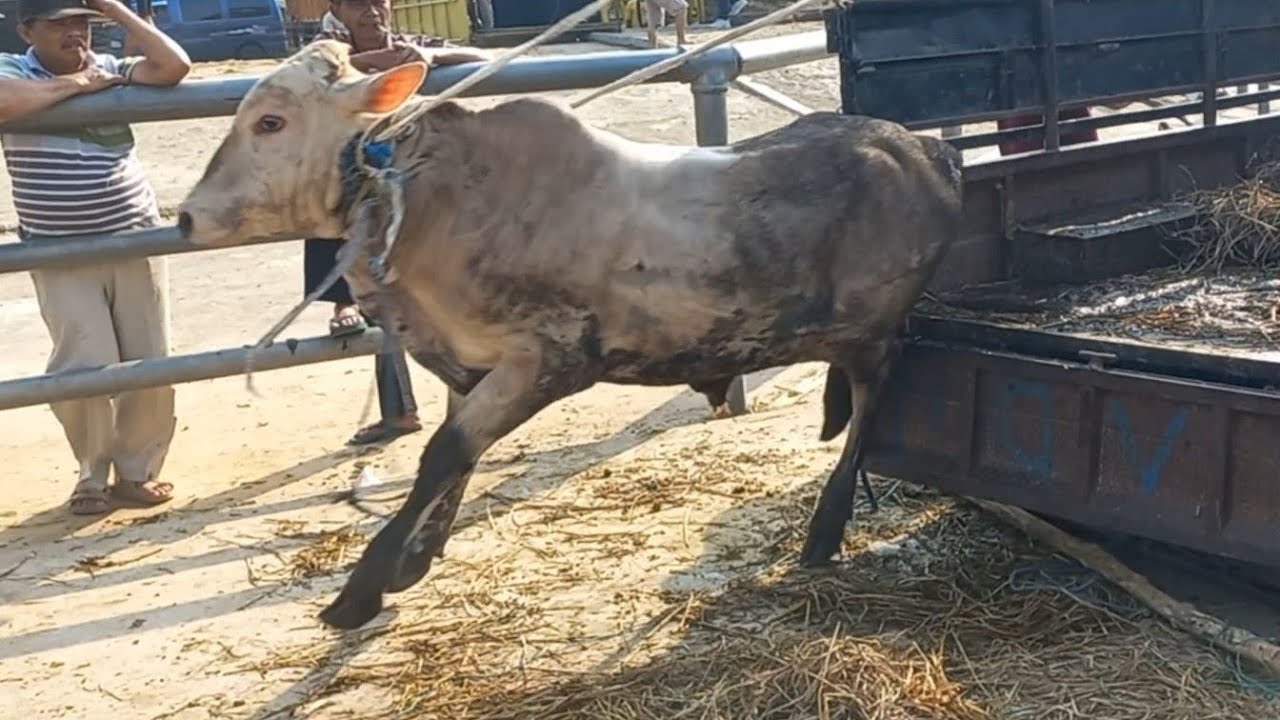 PENURUNAN SAPI GALAK DARI TRUK BOIS...‼️🔥🔥🔥 - YouTube