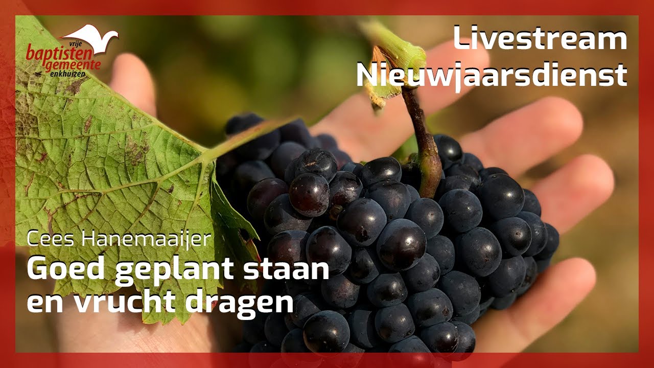 Goed geplant staan en vrucht dragen | Cees Hanemaaijer ...
