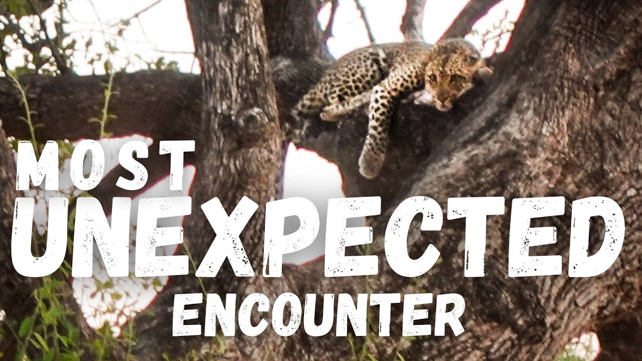 UNBELIEVABLE ENCOUNTER WITH A LEOPARD, ALONE IN ZAMBIA |S2EP30| - YouTube