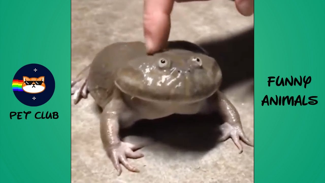 Top 5 Frogs - YouTube
