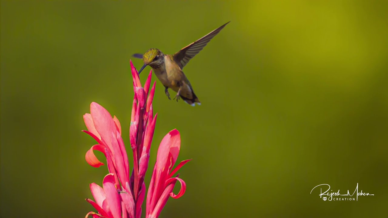 Hummingbird slow motion - YouTube