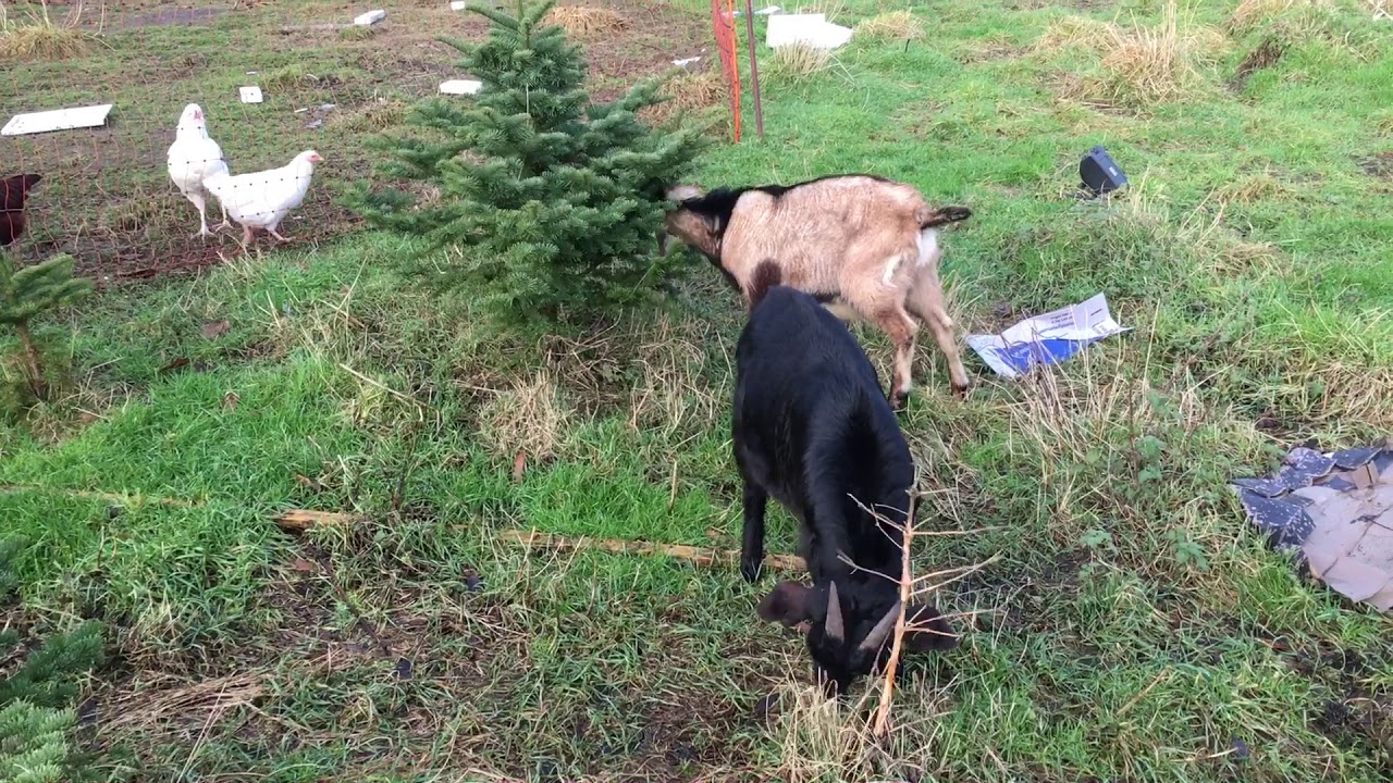 Grinch Goats - YouTube