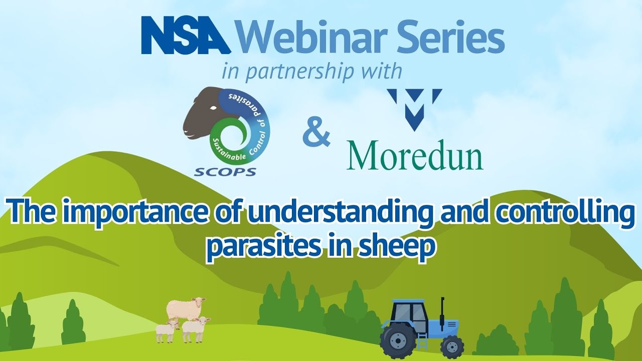 The importance of understanding and controlling parasites in sheep ...